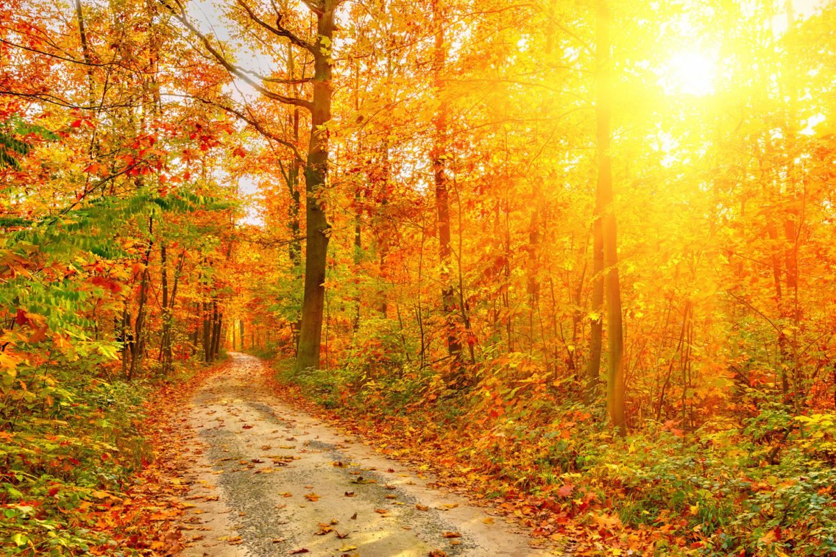 Autumn Pathway – Print A Wallpaper