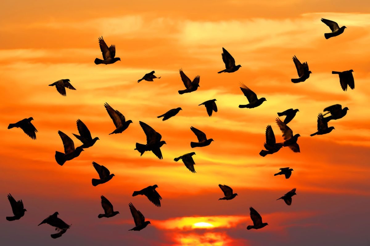 Birds at Sunset – Print A Wallpaper