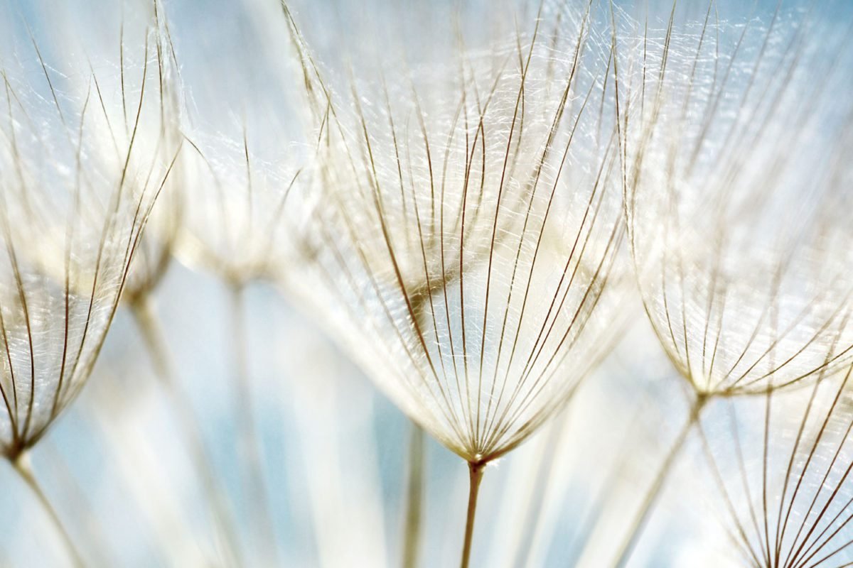 Dandelion Flower – Print A Wallpaper