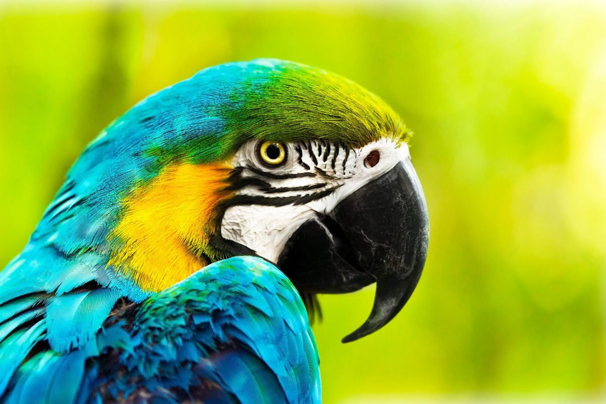 Macaw Closeup – Print A Wallpaper