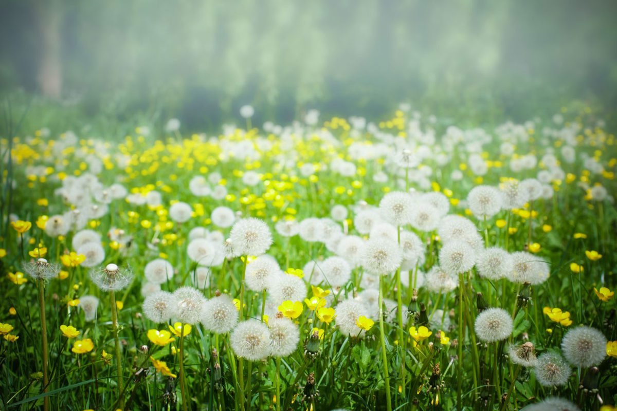 Wild Weeds – Print A Wallpaper