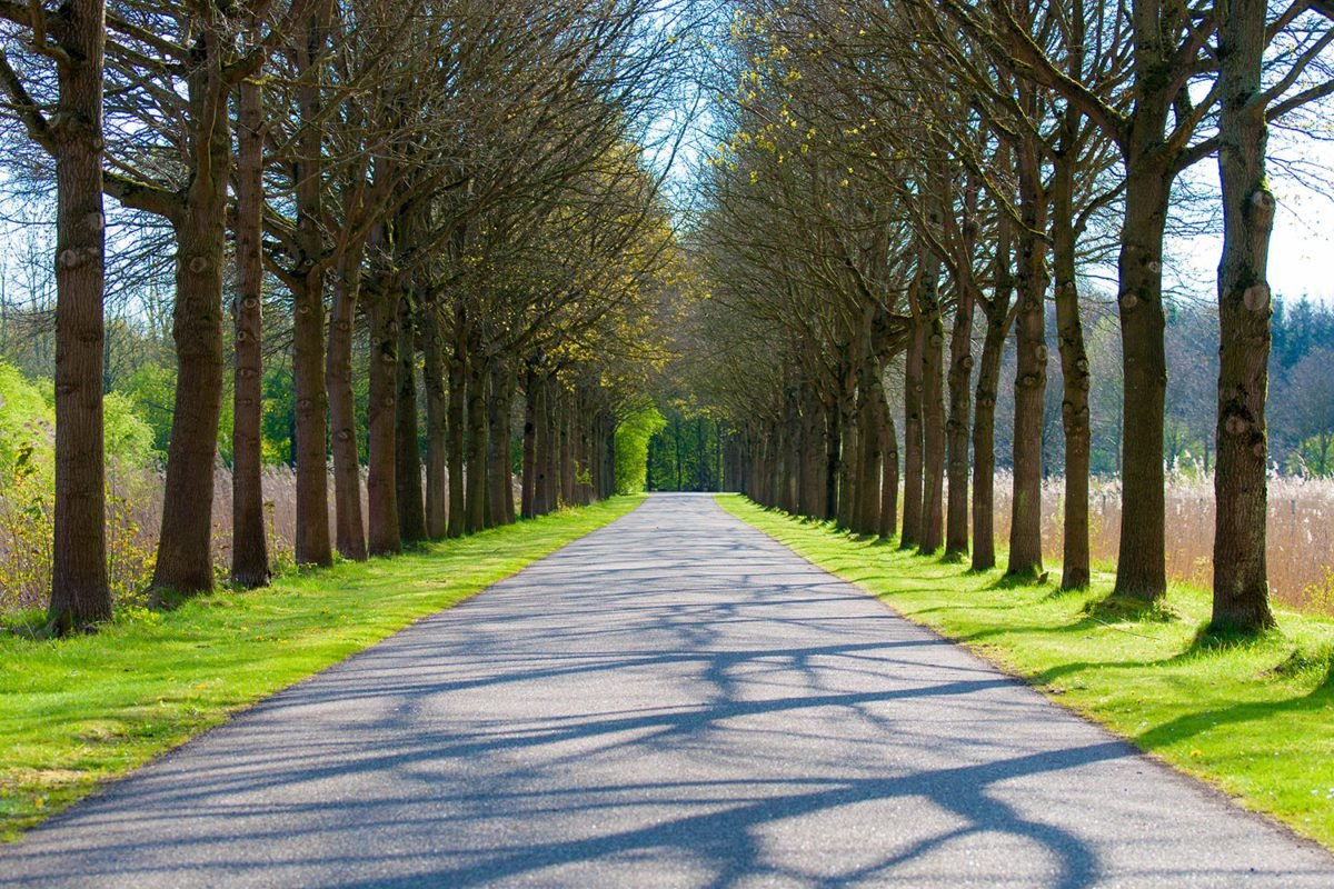Tree Lined Road – Print A Wallpaper